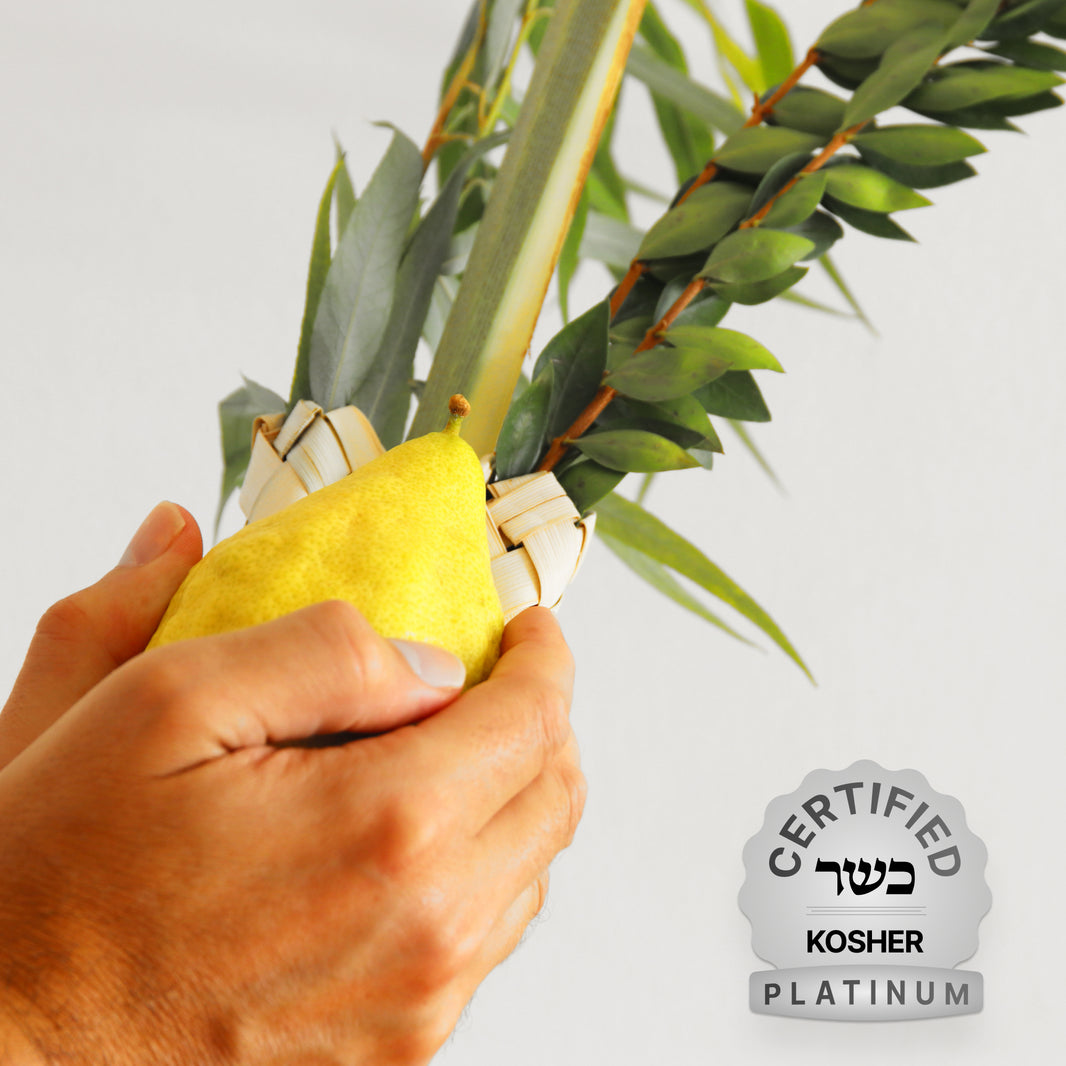 Etrog And Lulav Set Arba Minim 100% Kosher