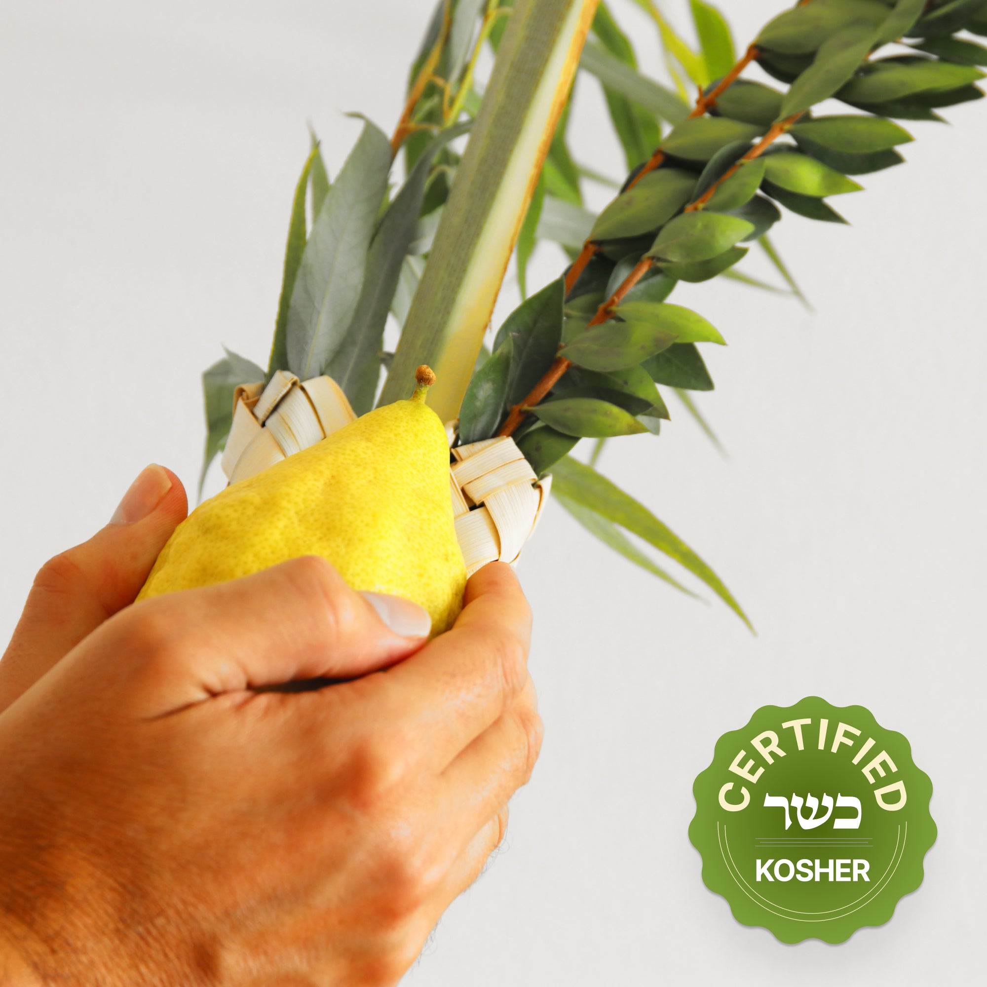 Etrog And Lulav Set Arba Minim 100% Kosher
